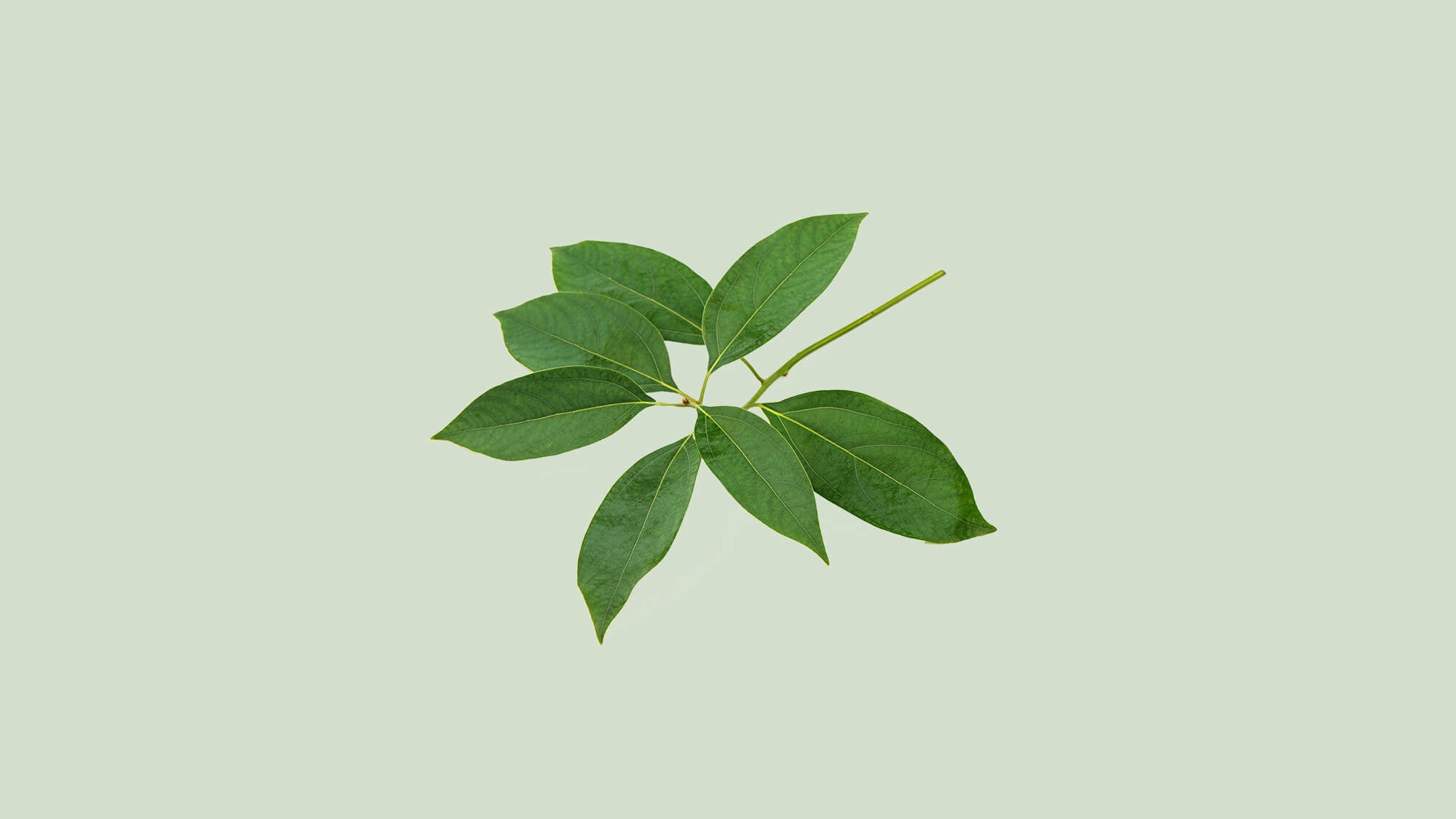 Campher: bei Muskel- und Gelenkschmerzen | orthim