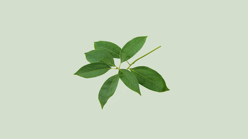 Campher: bei Muskel- und Gelenkschmerzen | orthim